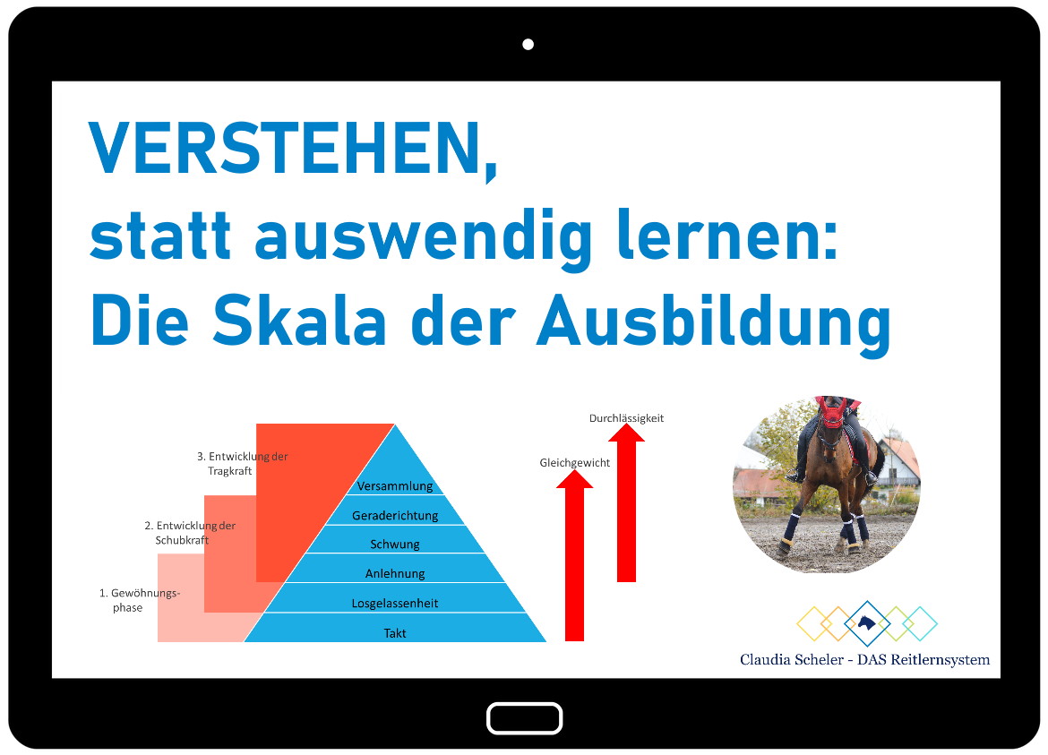 So legst du die Grundlagen um ein guter Reiter zu werden